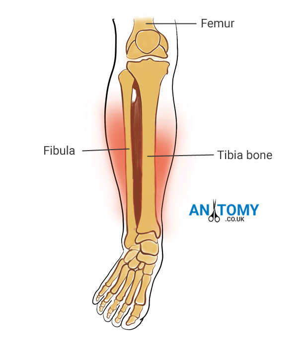 What Is Tibia Bone Location Function Anatomy Pictures What Is Tibia Bone Location Function Anatomy Pictures