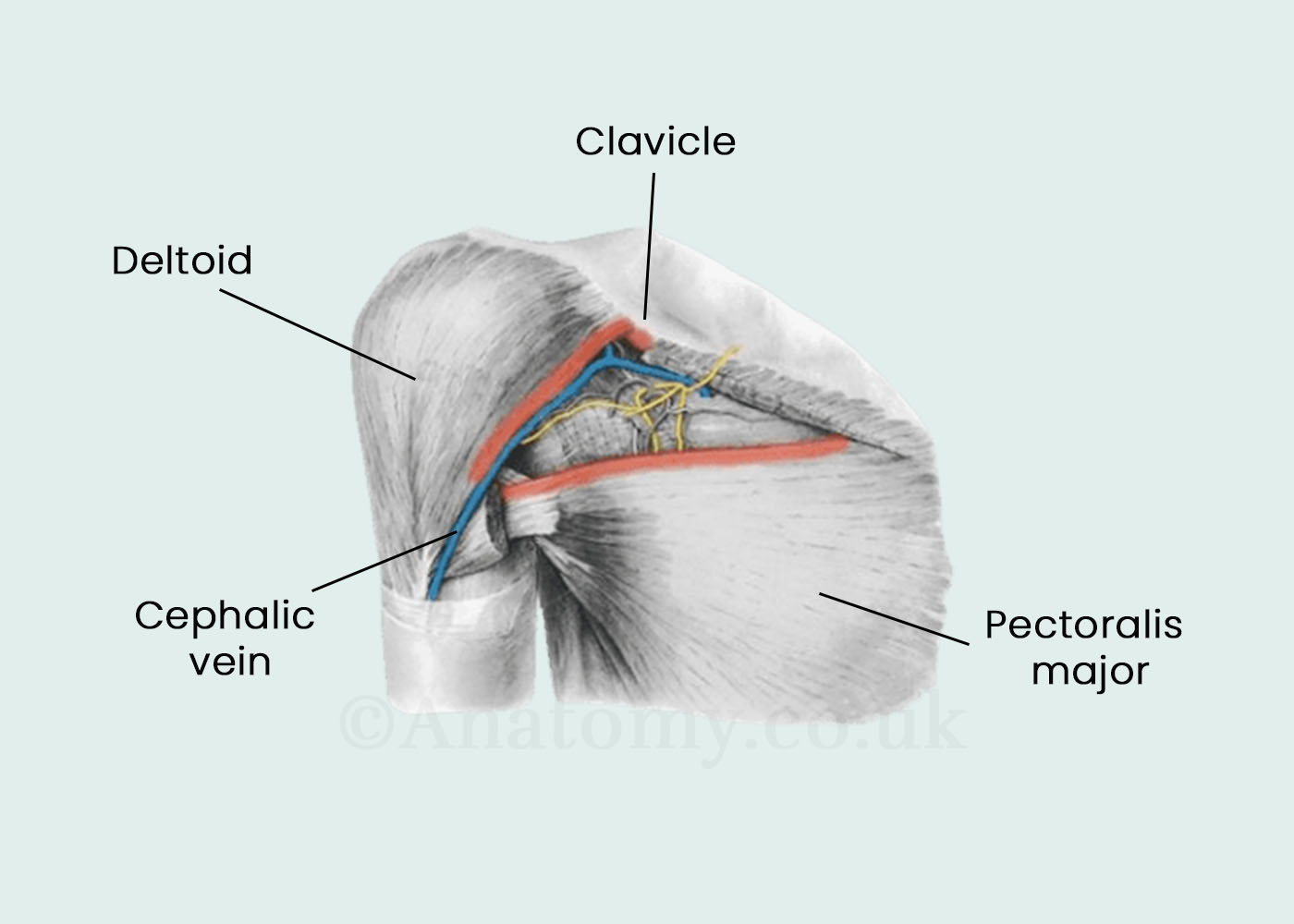Clavipectoral triangle - Location, Structure, Function, Diagram