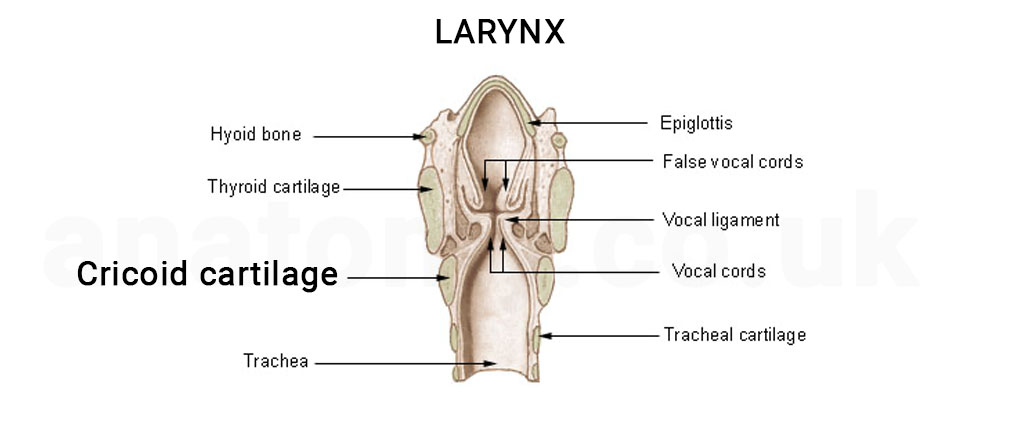 Cricoid Cartilage - Structure, Location, Functions, Diagram