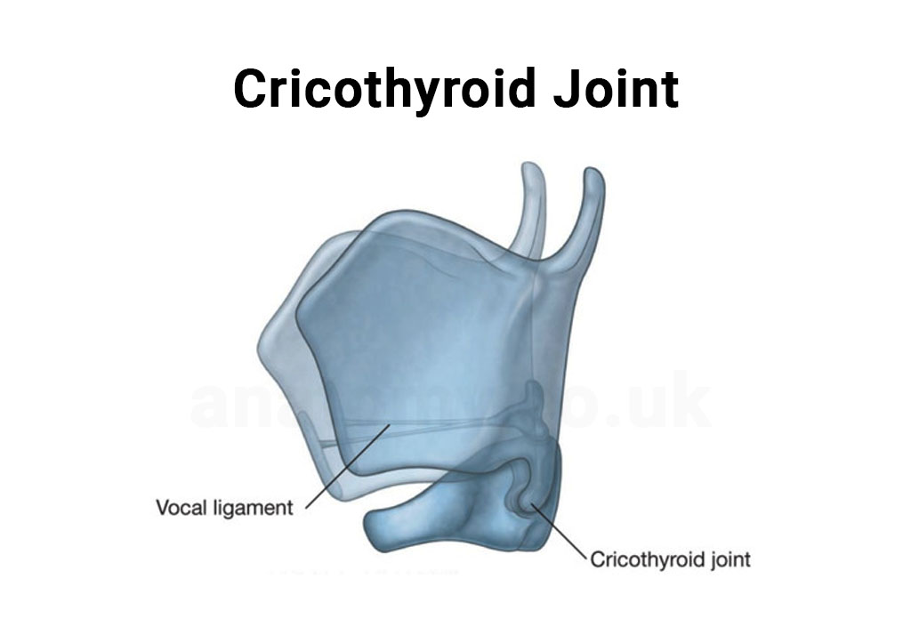 Cricothyroid Joint - Structure, Anatomy, Diagram, Functions
