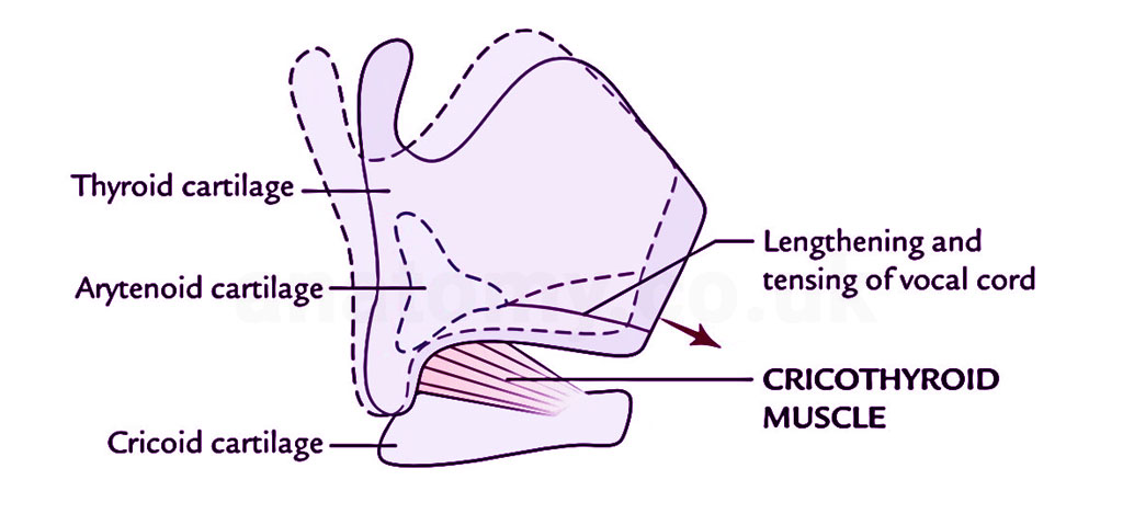 Cricothyroid Joint - Structure, Anatomy, Diagram, Functions