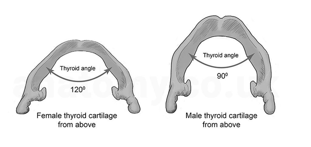 Thyroid Cartilage - Anatomy, Functions, Diagram, Facts, FAQ